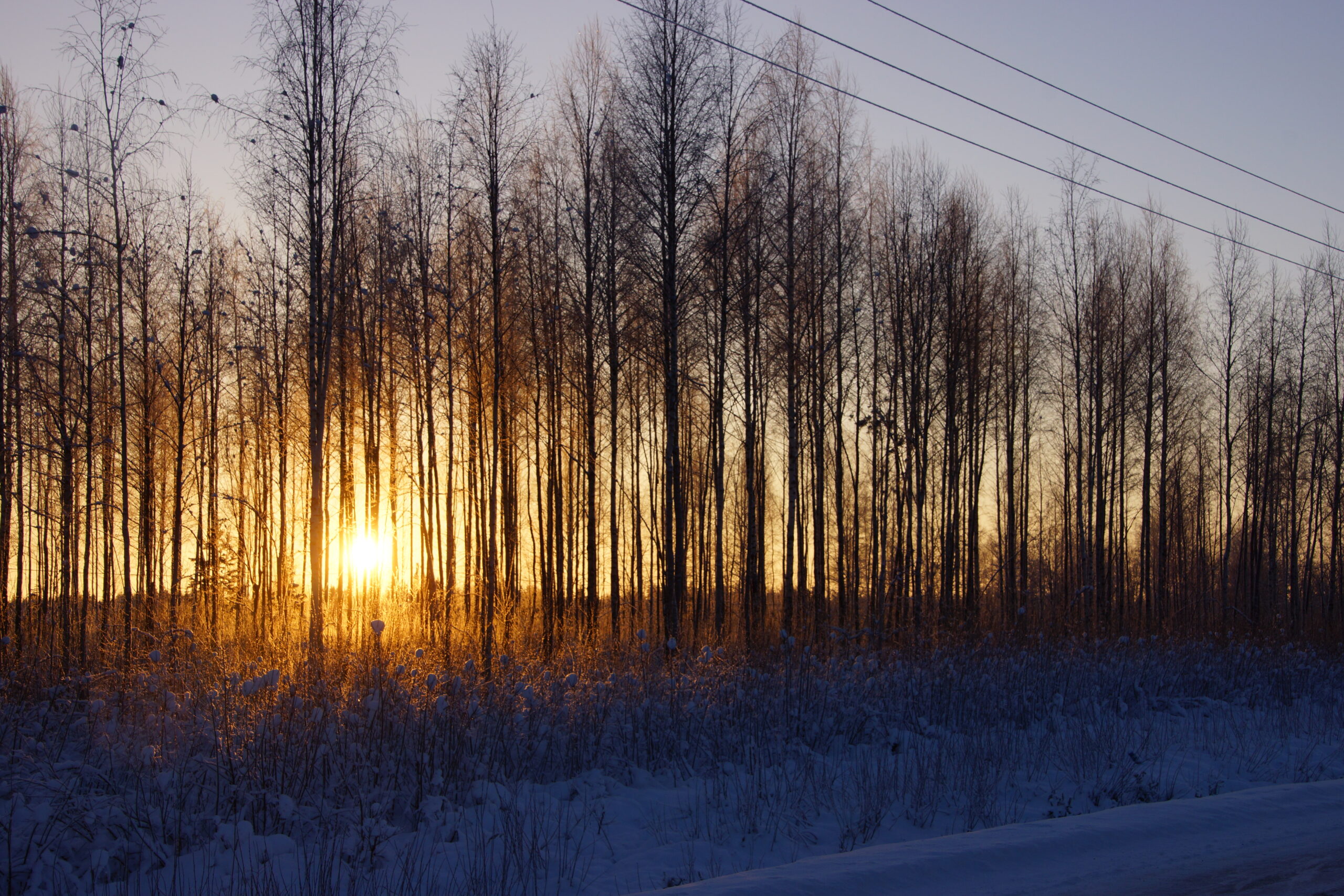 Finland looks for criteria for nature restoration - Finnish Forest ...