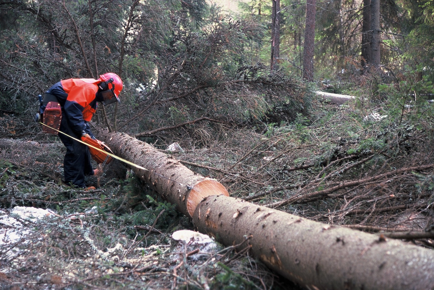 Finland’s national forest strategy highlights climate-sustainable ...