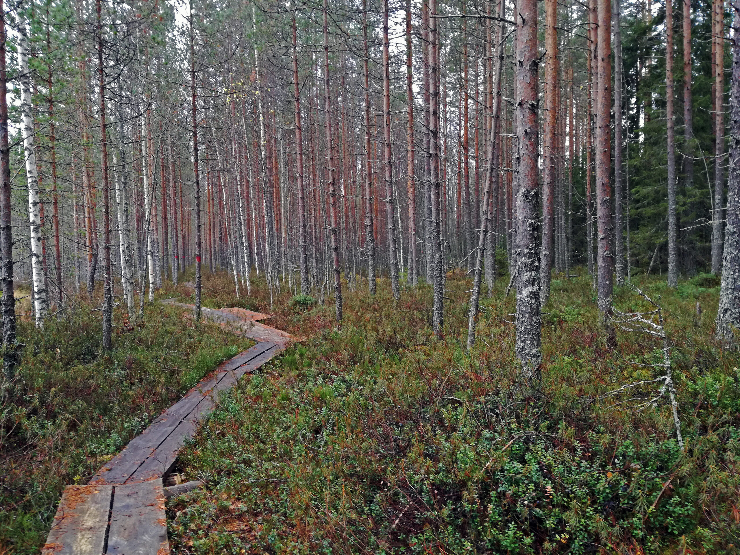 Present for Finland: Close to 600 hectares of forest protected so far ...