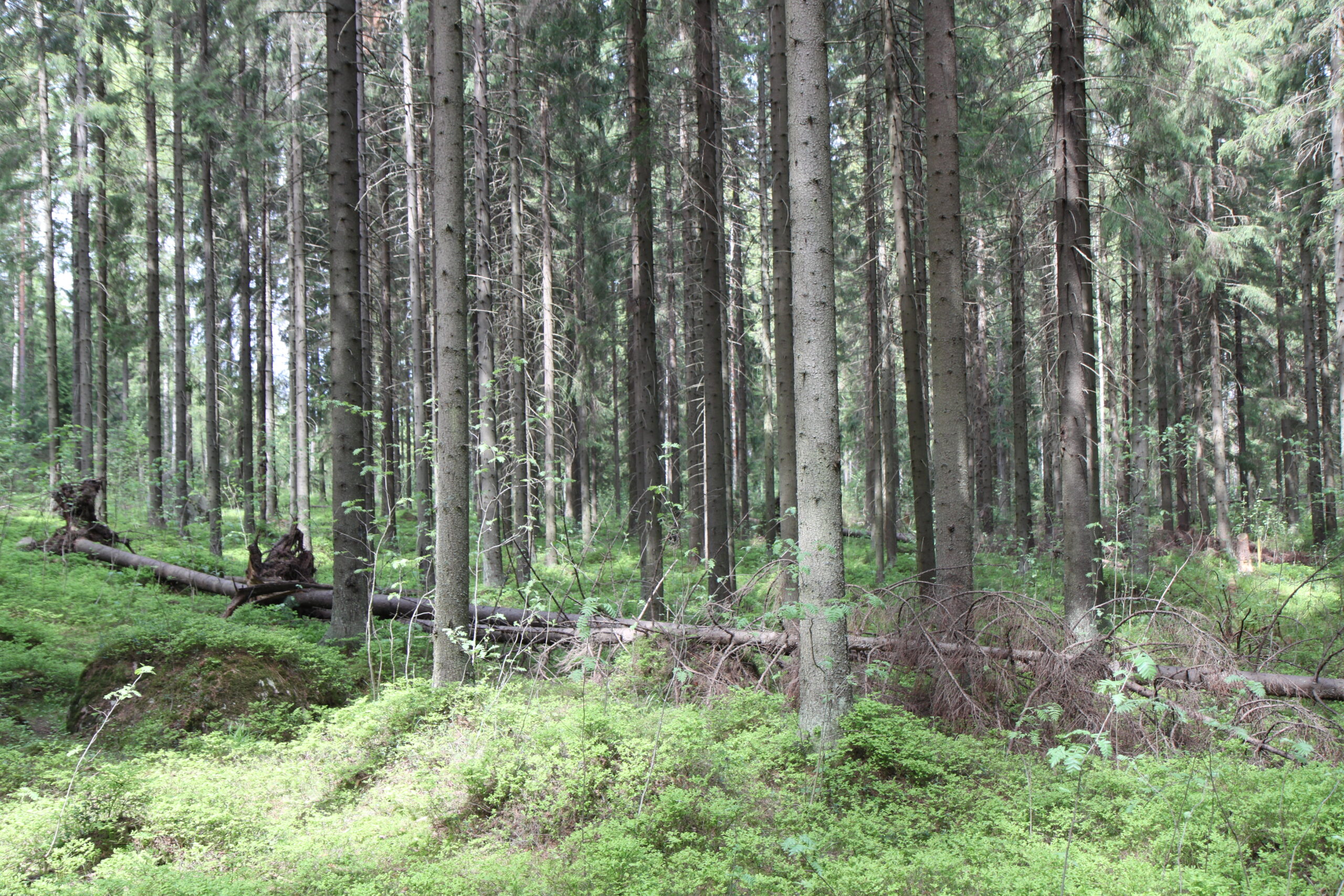 Timber stock continues to grow - overdue forestry operations are ...