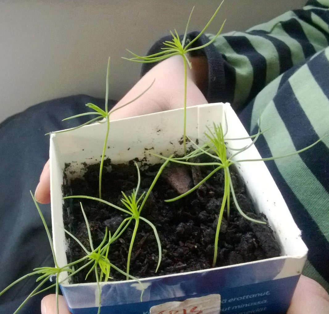 Yli 13 000 lasta Suomessa kasvattaa männyntaimia maailman metsien ...