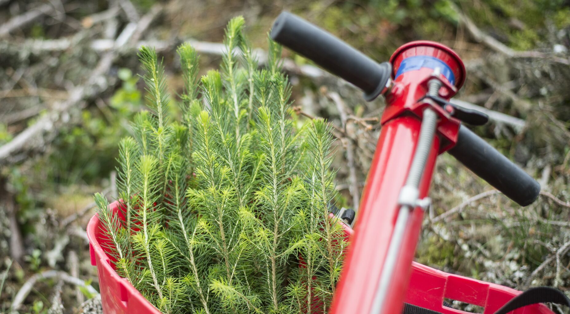 Kaikki kuutoset metsään - Suomen Metsäyhdistys ry